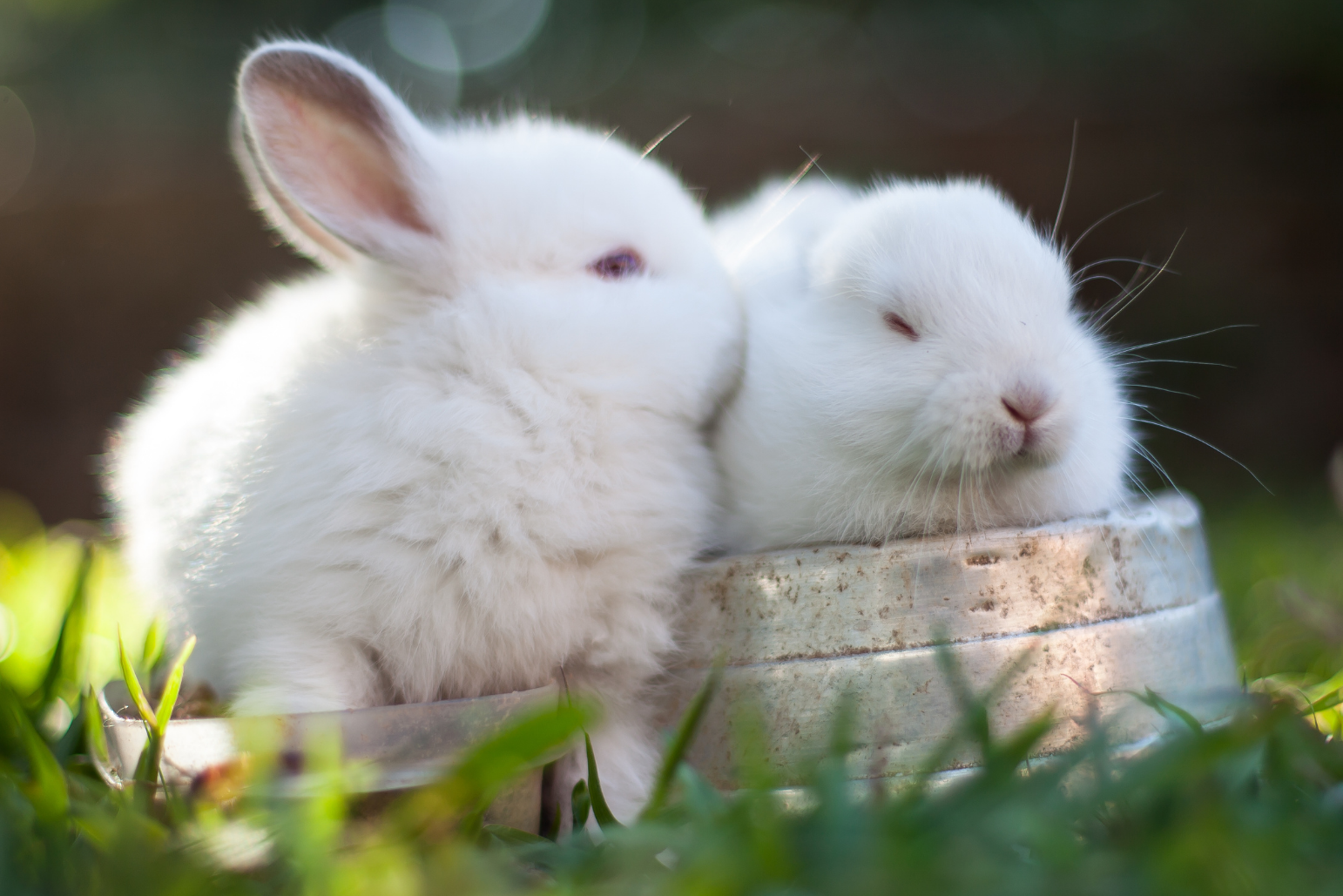 Pet Rabbit 101 | Southforker