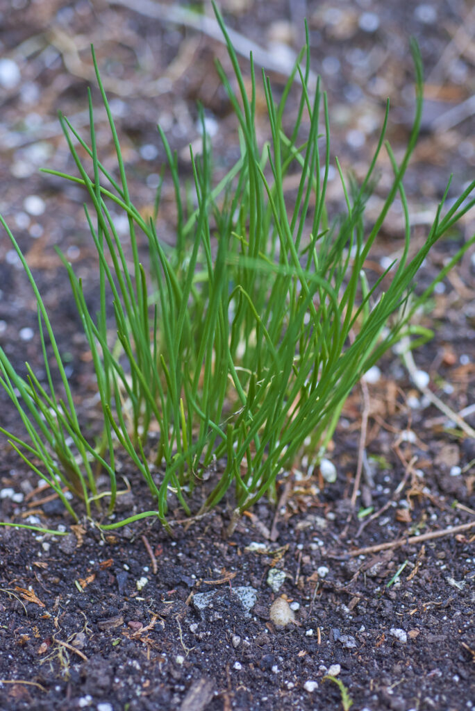 Cook This Now! Spring chive oil | Southforker