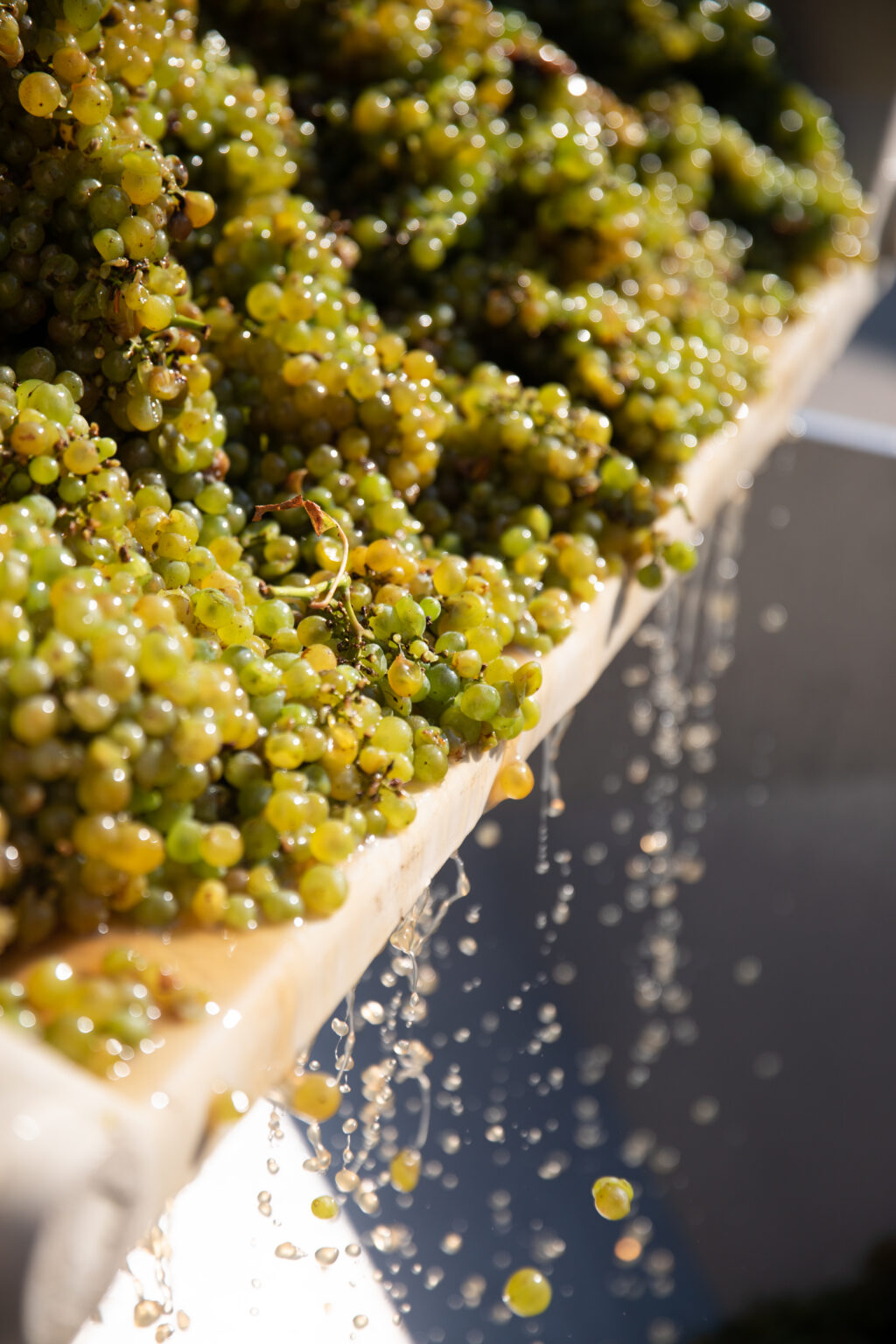 Pour It Out! New Long Island wine releases to sip and savor | Southforker