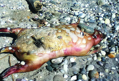 Has a Montauk Monster washed ashore in Northville? - Riverhead News ...