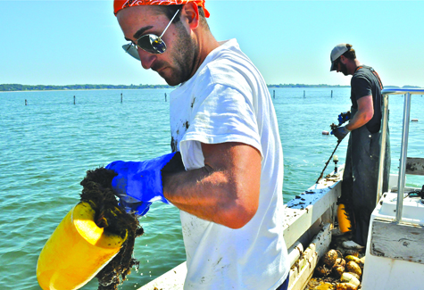 Researchers see shellfish population growth explode to record numbers ...