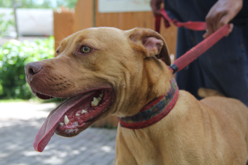 ‘Primp Your Pit’ offers $20 spay/neuter services in August - Riverhead ...