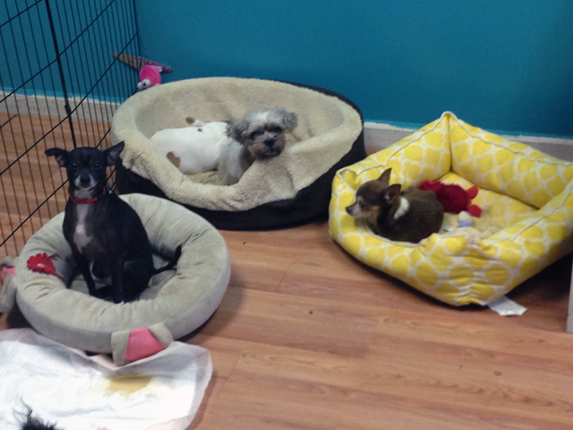AG: Precious Pups was ‘flipping’ shelter dogs for cash - Riverhead News ...