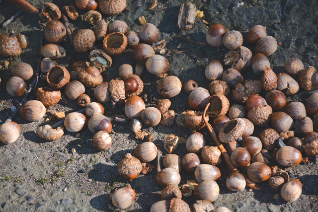 Theories on this year’s seemingly massive acorn drop - Riverhead News ...