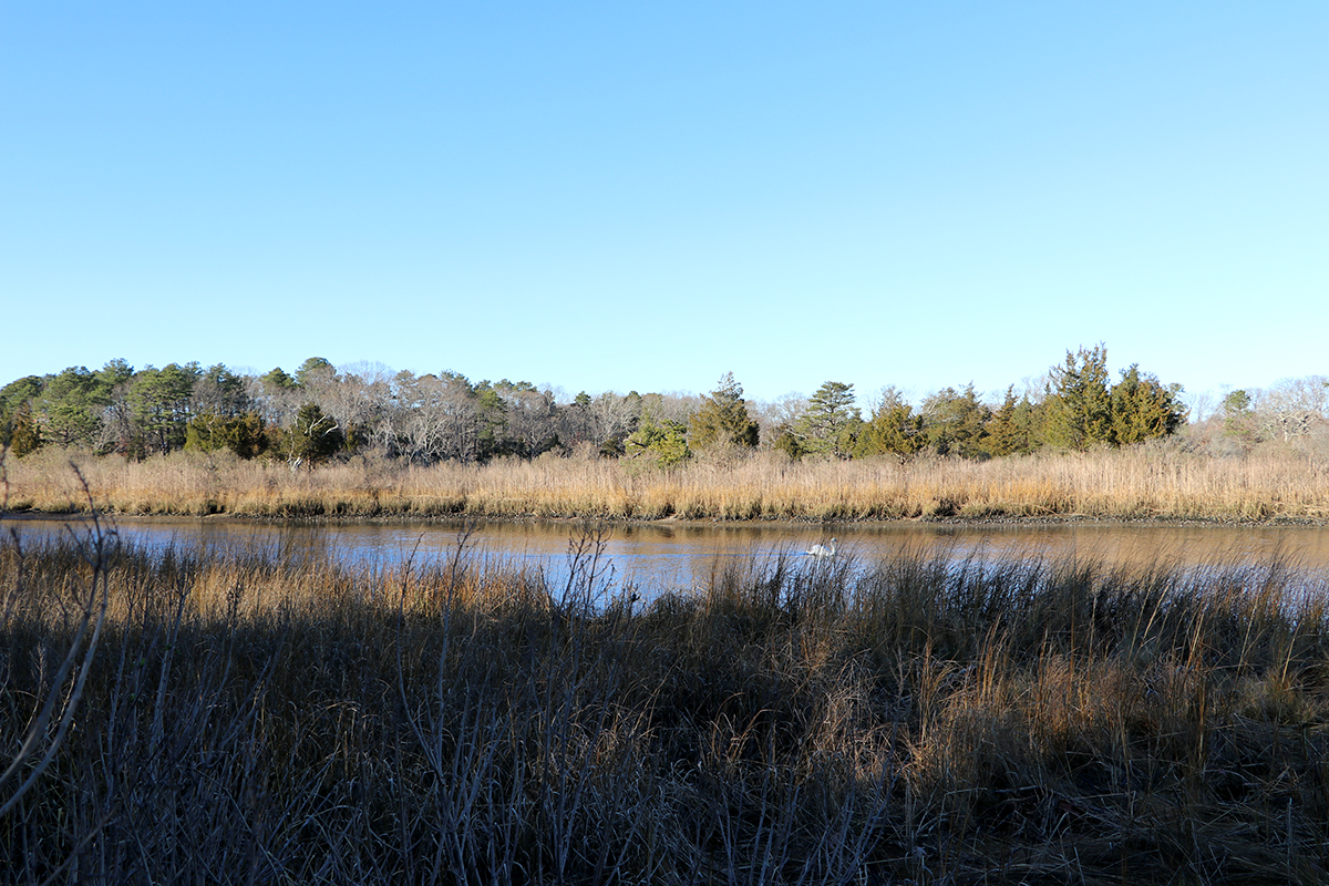 Peconic Land Trust acquires former duck farm property in Aquebogue ...