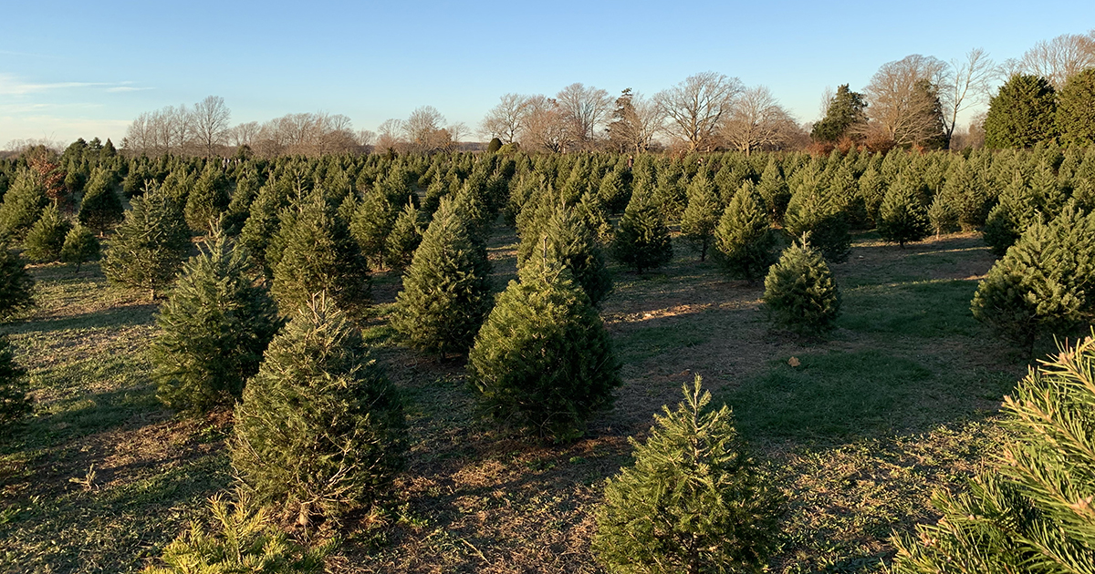 A ‘record year’ for Christmas tree sales on the North Fork - Riverhead ...