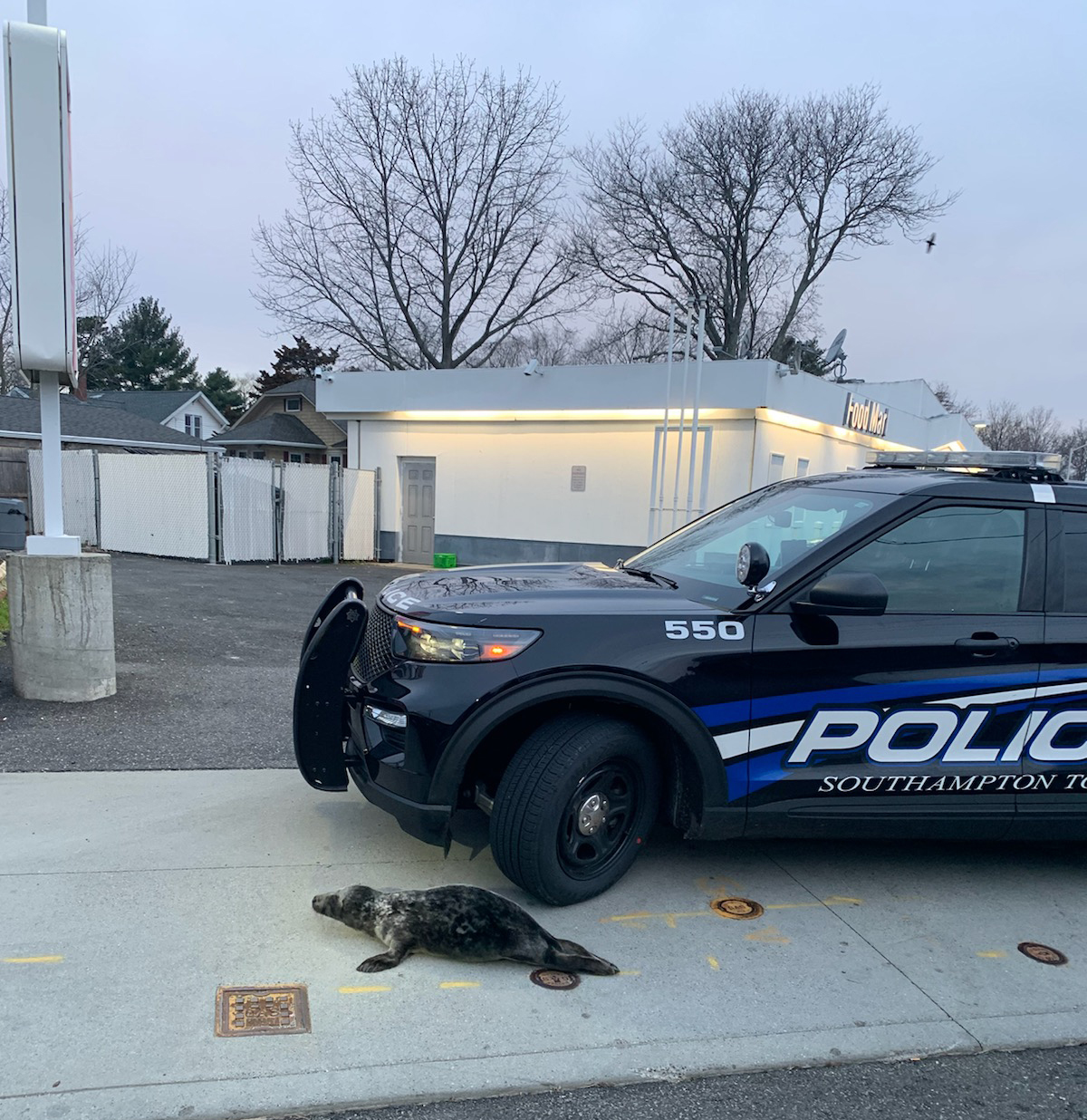Seal pup found in Riverside traffic circle released back into the wild ...