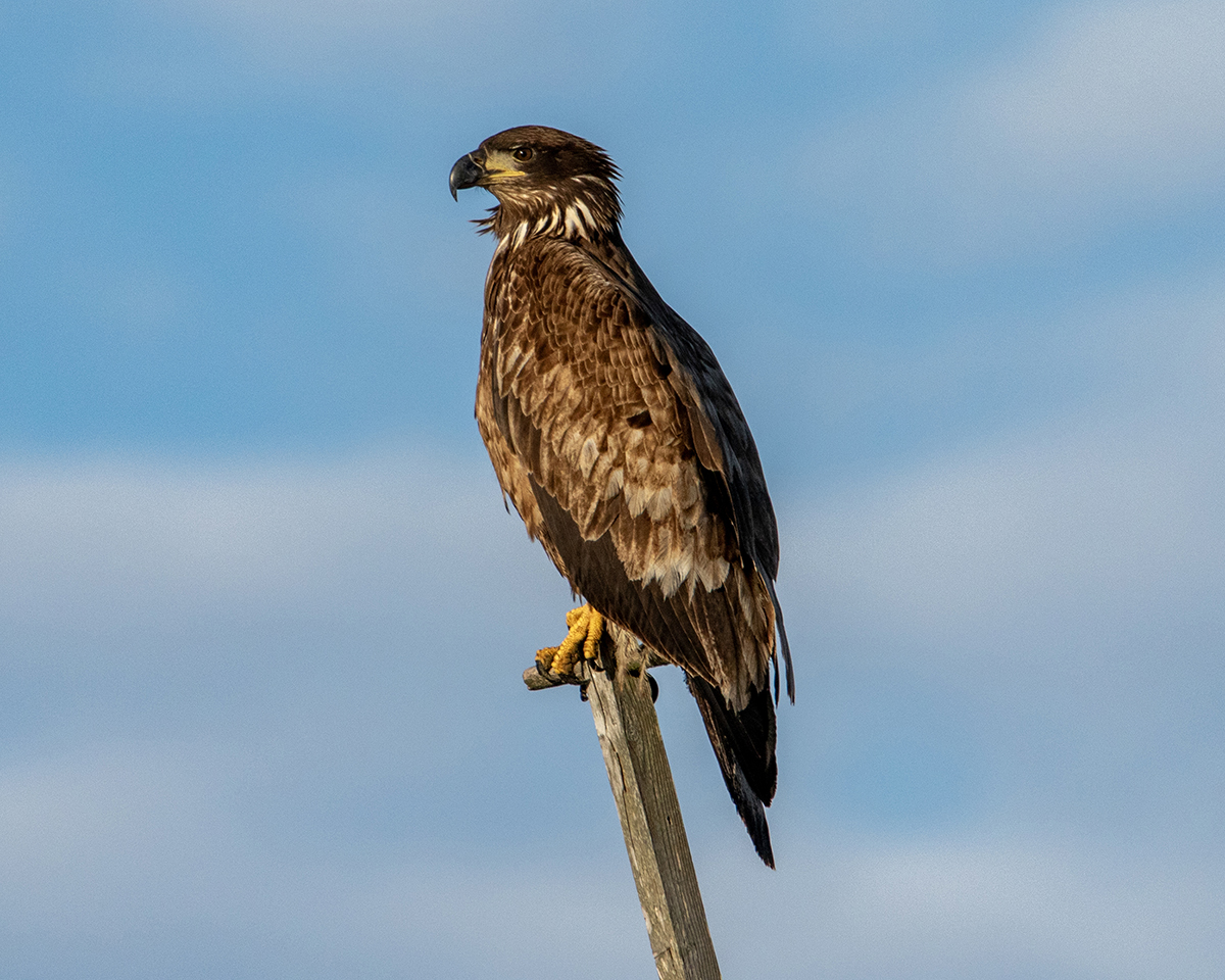 East End bald eagles, population rebuild leads to common sightings ...