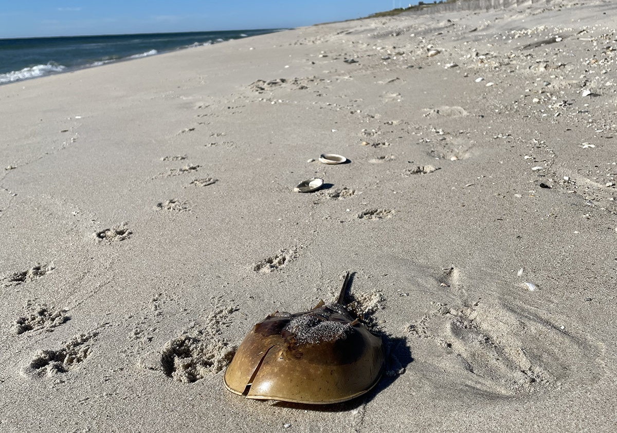Horseshoe crab protection bill vetoed by governor - Riverhead News Review