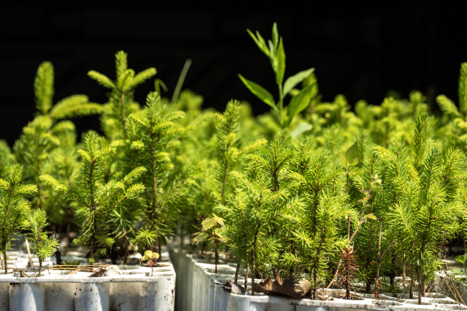 Free tree seedlings available to schools via state program - Riverhead ...