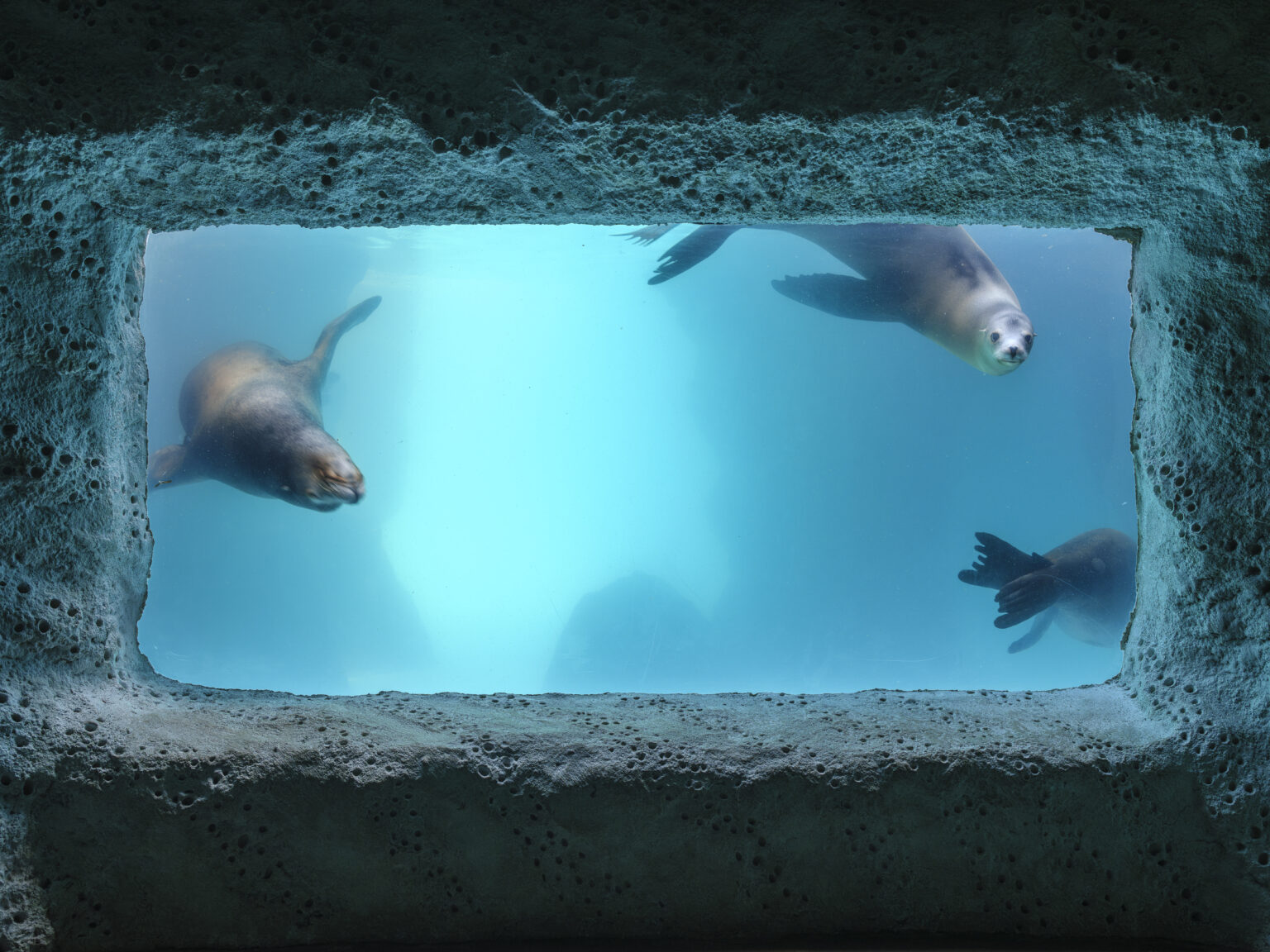 Long Island Aquarium kicks off '25 Weeks of Fun' to mark major ...