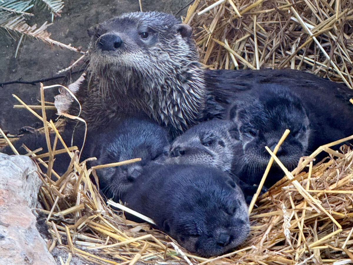 Riverhead News Review