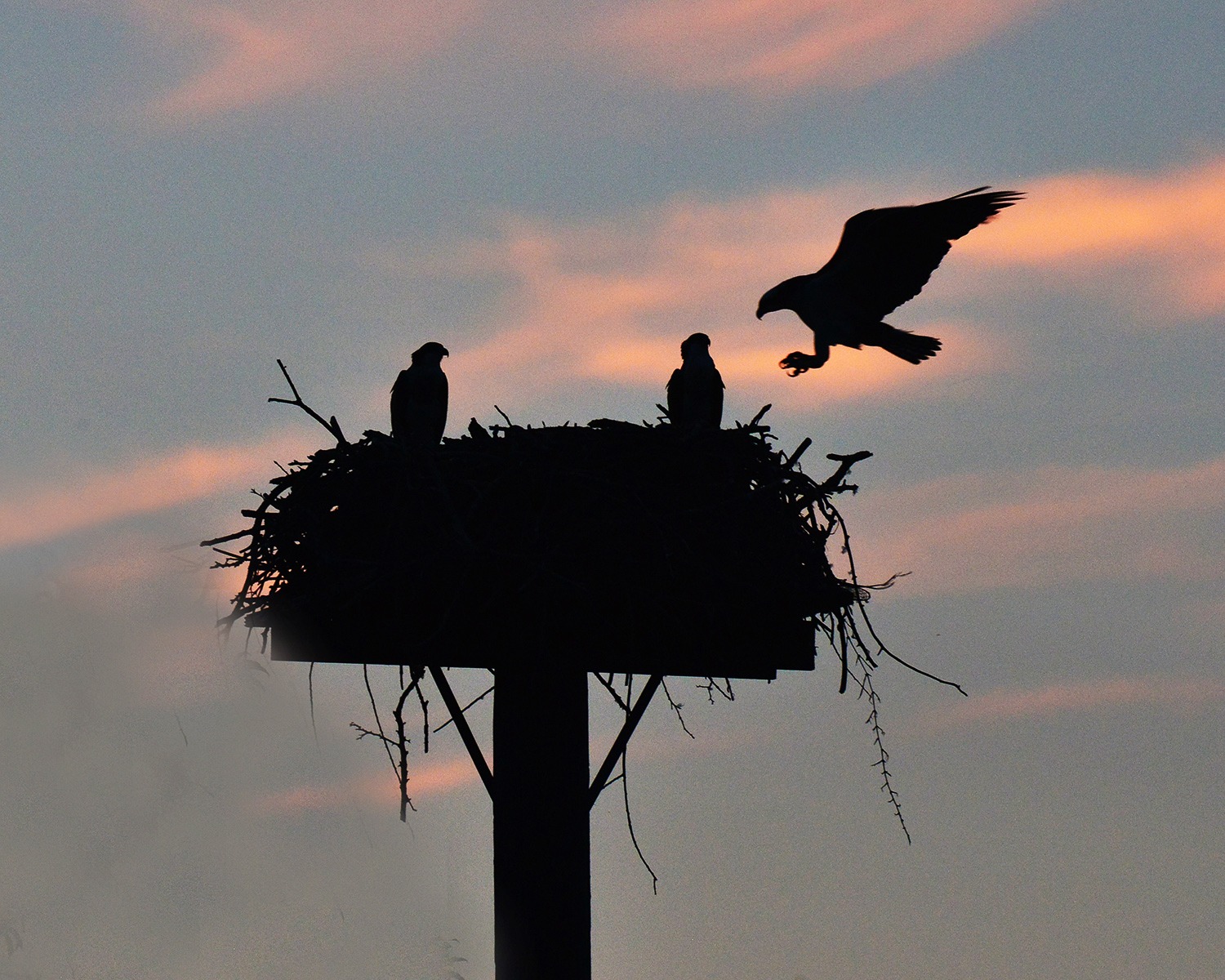 Environmental group to count East End osprey population - Riverhead ...