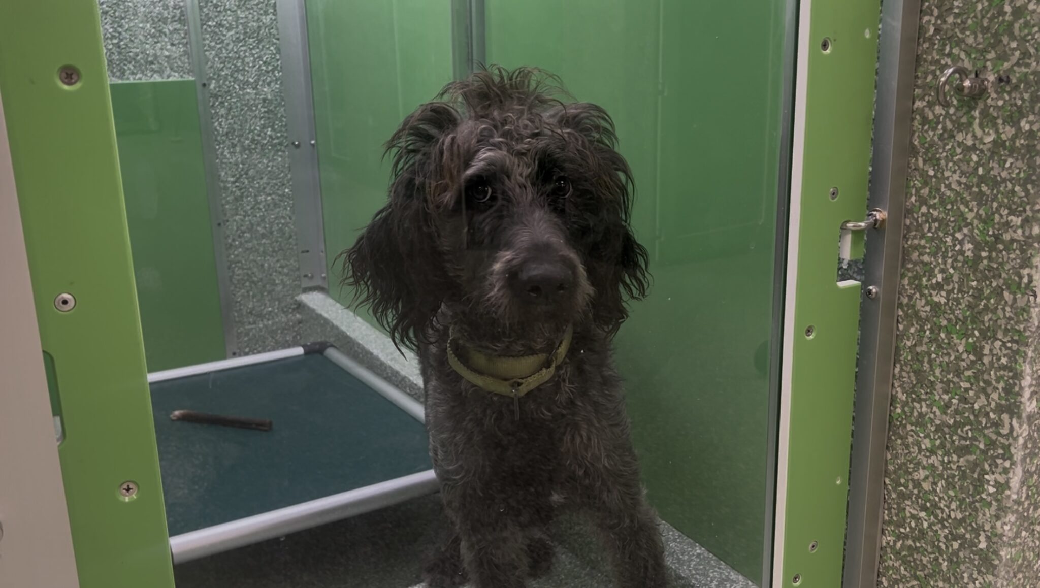 Sit, stay: The dogs are back at Kent Animal Shelter - Riverhead News Review