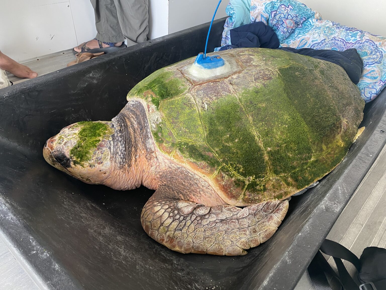 Riverhead's marine rescue center releases sea turtle named Pegasus ...
