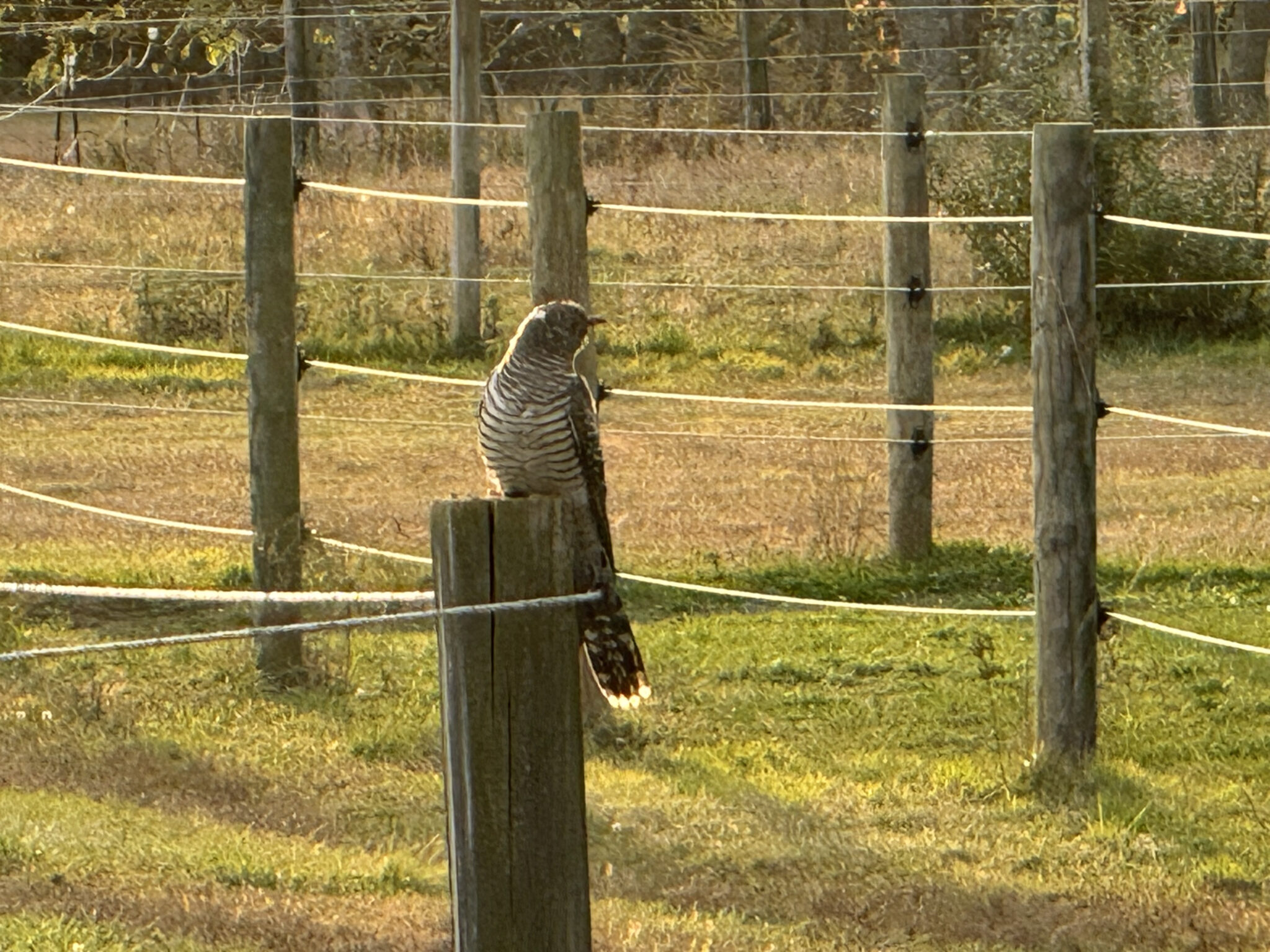 Birders from near and far go 'cuckoo' for rare bird spotted in ...
