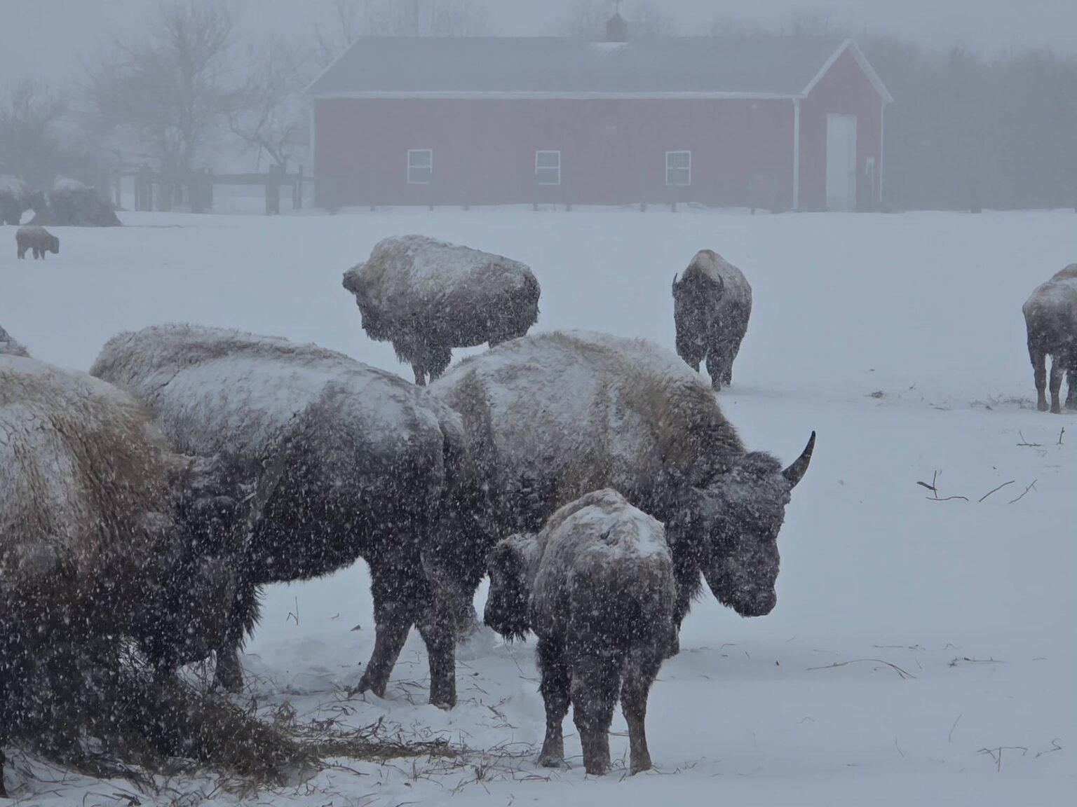 Massive storm dumps highest snowfall on Riverhead since 2022, schools ...