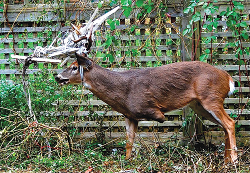 NFAWL and local vet free 3-legged deer with tangled antlers - The ...
