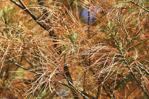 Salt to blame for white pine trees changing color - The Suffolk Times ...