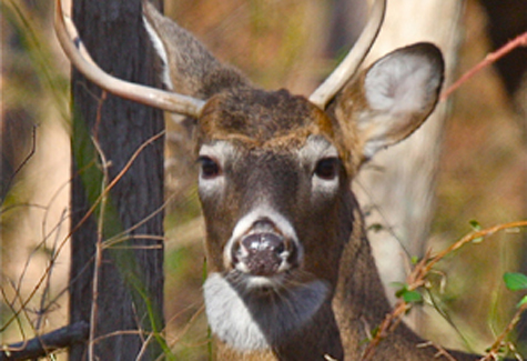 Newly formed North Fork Deer Management Alliance calls for action - The ...