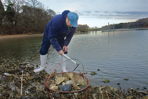 Governments team up to help open shellfishing areas - The Suffolk Times ...