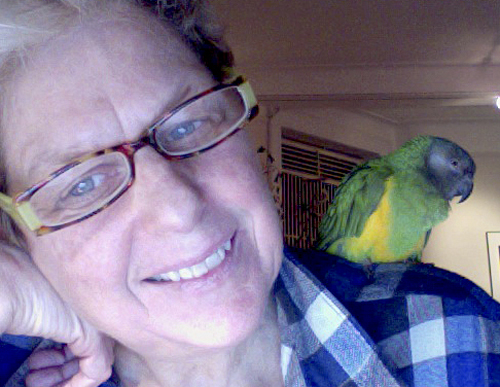 Missing parrot gets spotted in East Marion neighborhood - The Suffolk ...