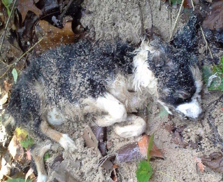 Puppy found killed matches description of missing Laurel dog - The ...