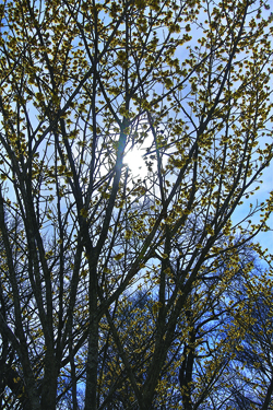 Health Column: The many benefits of witch hazel - The Suffolk Times ...