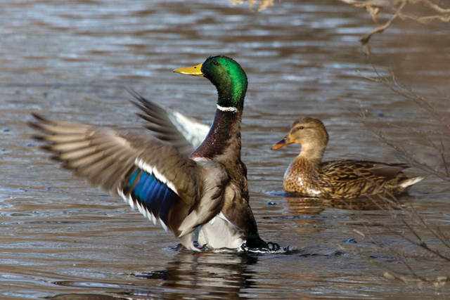 Here’s where to spot the North Fork’s winter waterfowl - The Suffolk ...