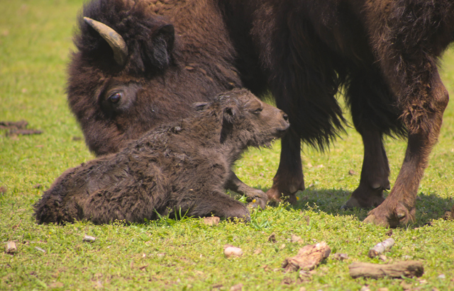 Three rare black bison born at North Quarter Farm in Riverhead - The ...