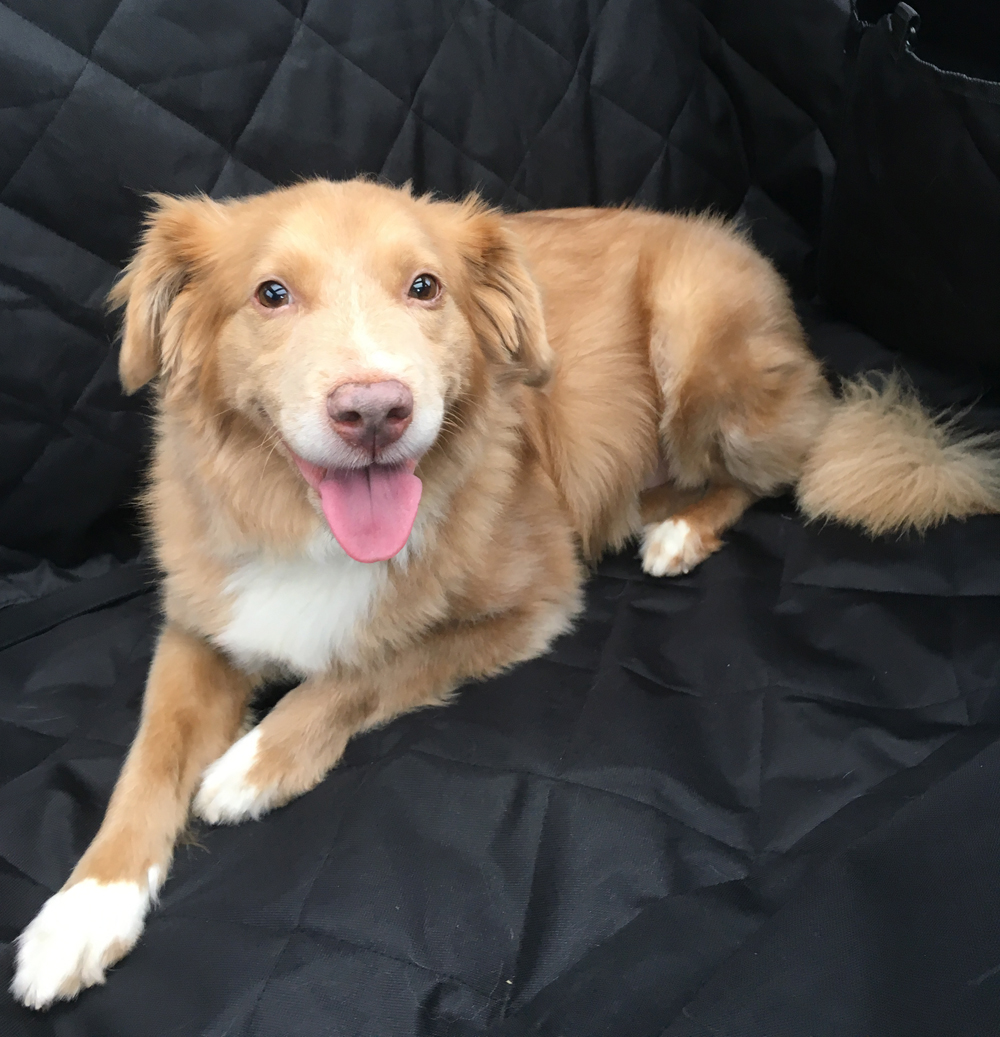 Column: The most dreaded time of year for dogs - The Suffolk Times Archives