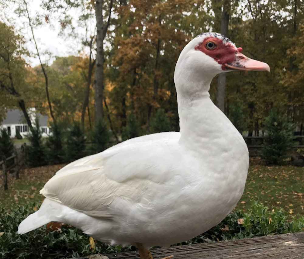 Everything is just ‘Duckie’ — Pet returned after a month’s sojourn ...