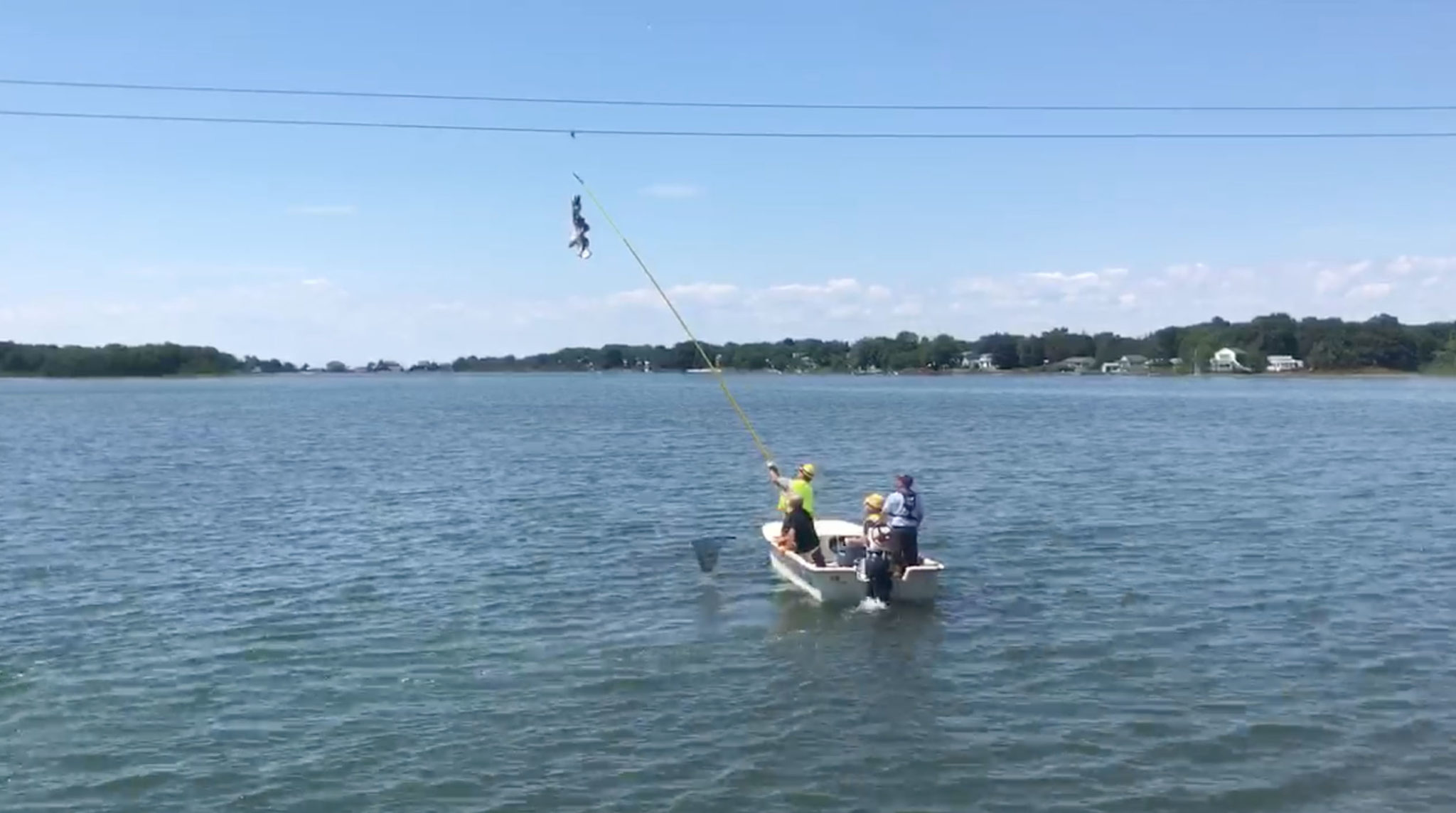 Rescued: Osprey caught on power line at Hashamomuck Pond helped to ...