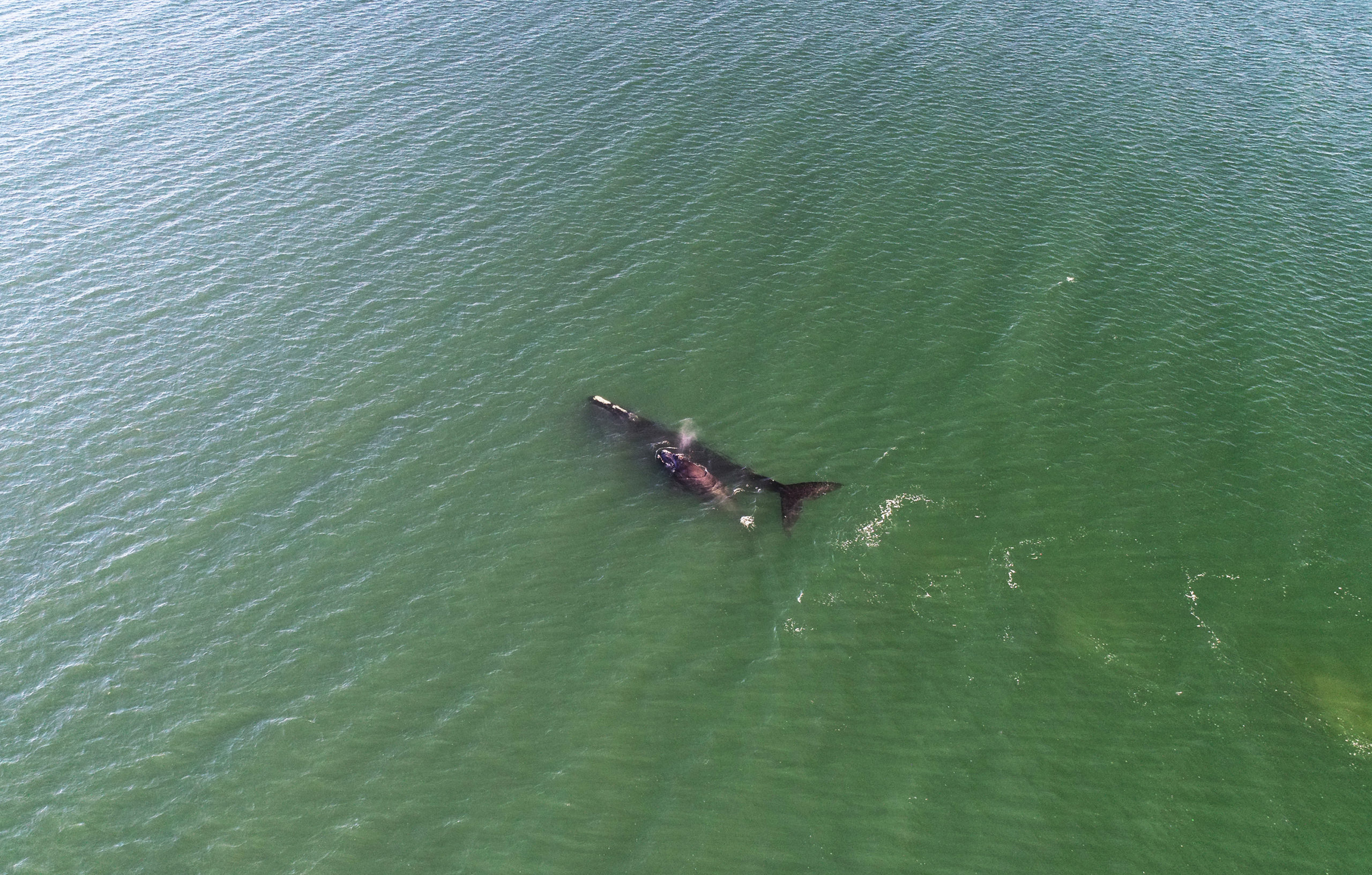 Right whale, calf spotted in waters off the East End of Long Island ...