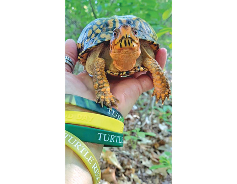 Turtle Rescue of the Hamptons passes milestone of 1,500 rescued turtles ...