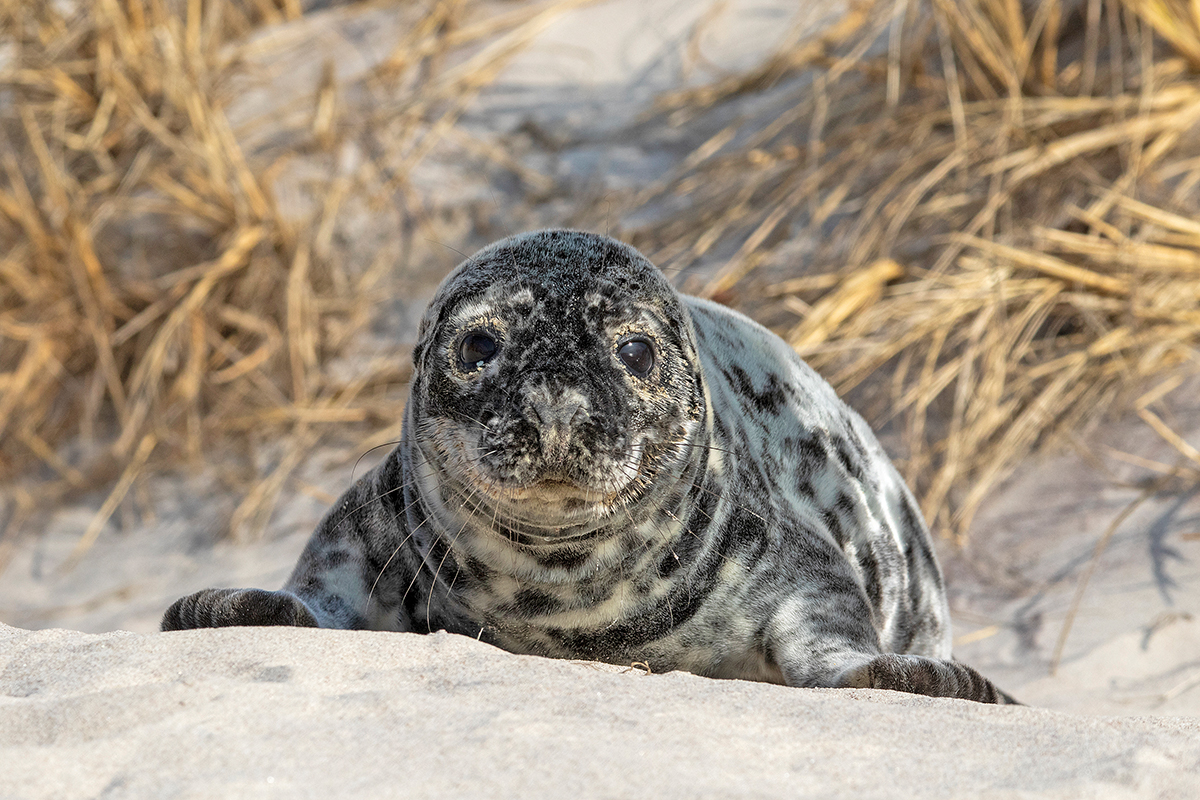 Researchers launch pilot study to learn more about seal population now ...