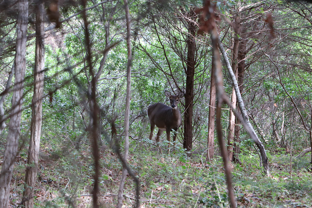 Gov. Hochul signs deer management bill for Southold; goes into effect ...