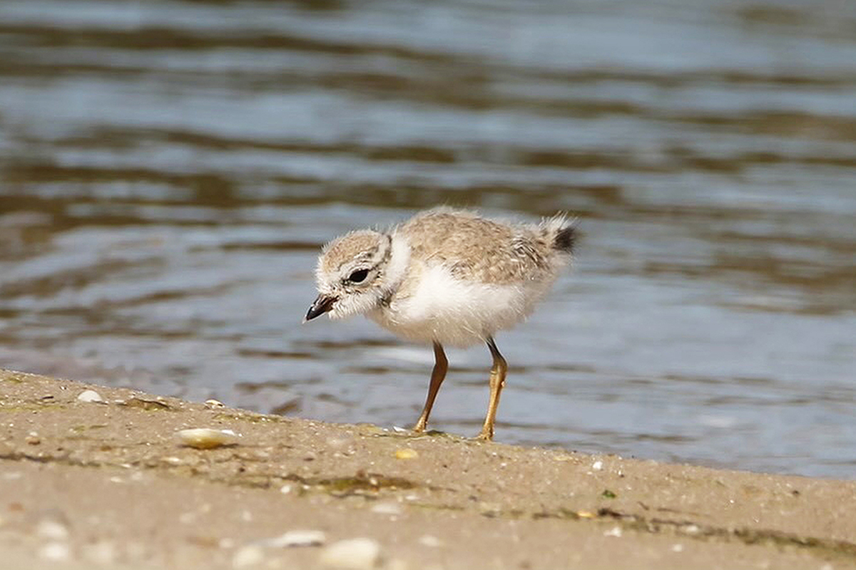 North Fork Audubon Society makes recommendations to town to better ...