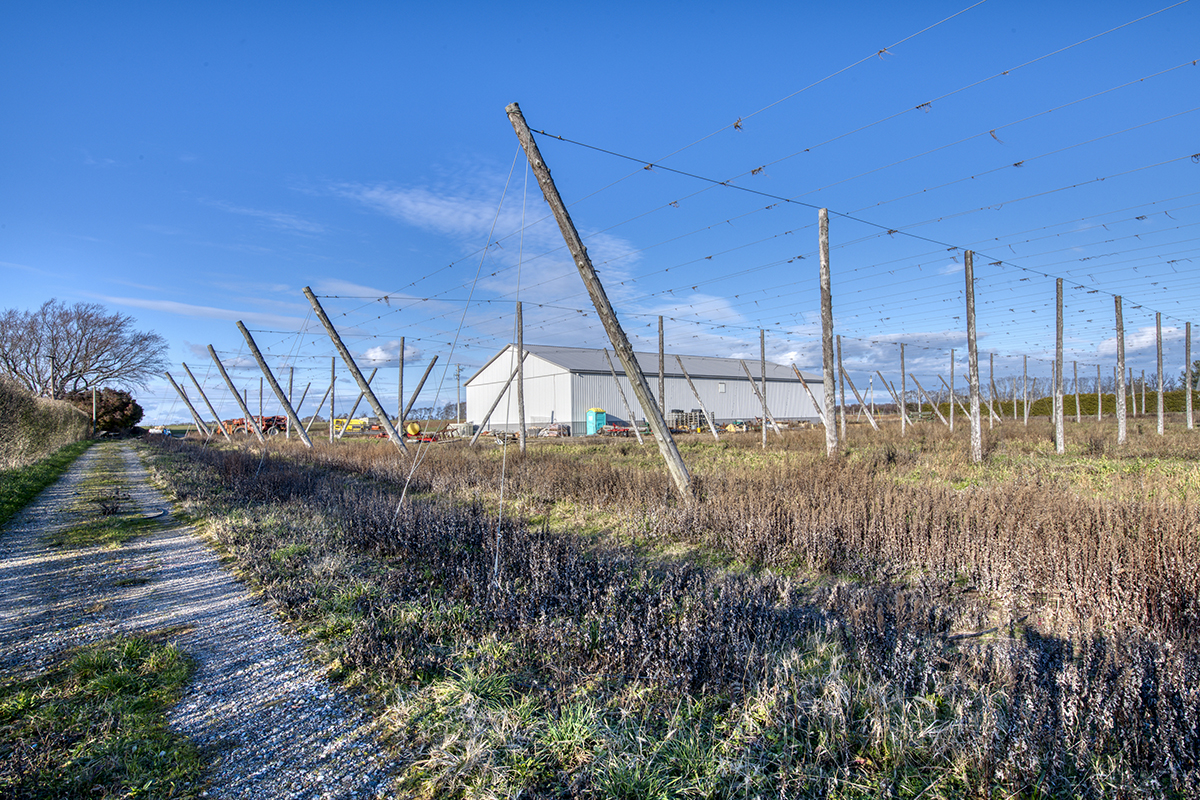 20-acre hops farm in Mattituck hits the market for $1M - The Suffolk Times