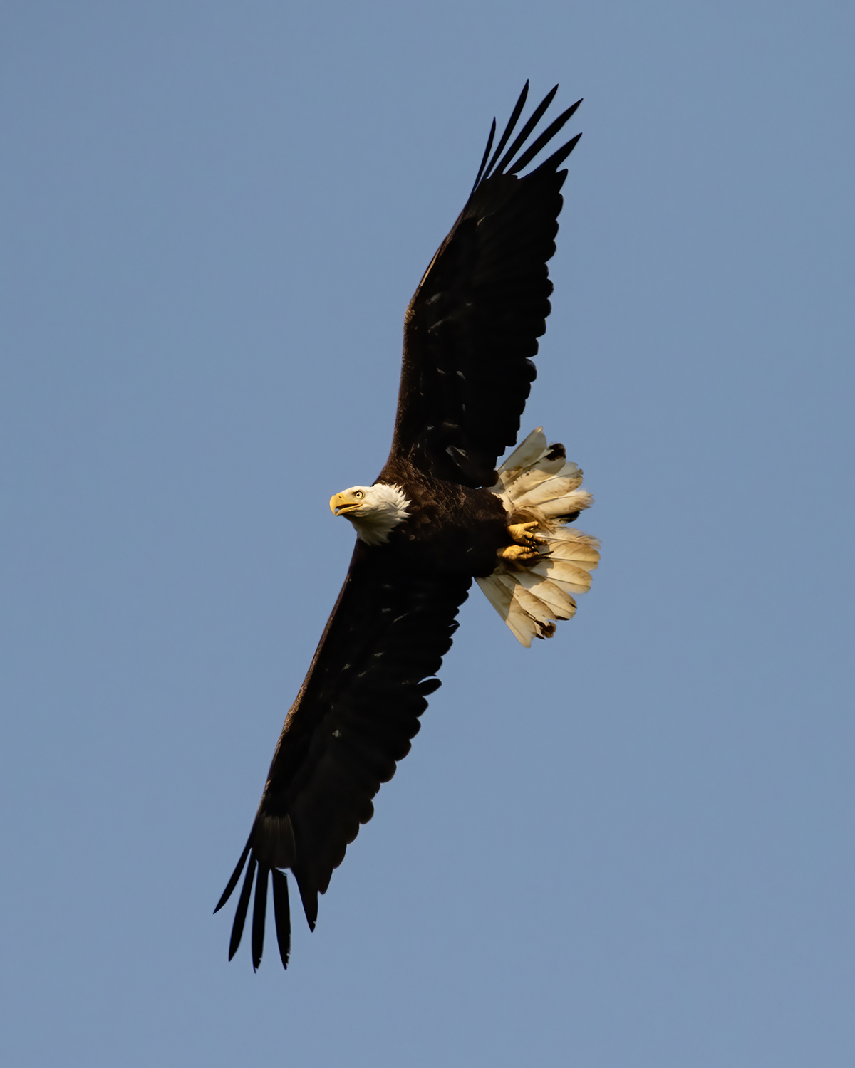 North Fork bald eagles, population rebuild leads to common sightings ...