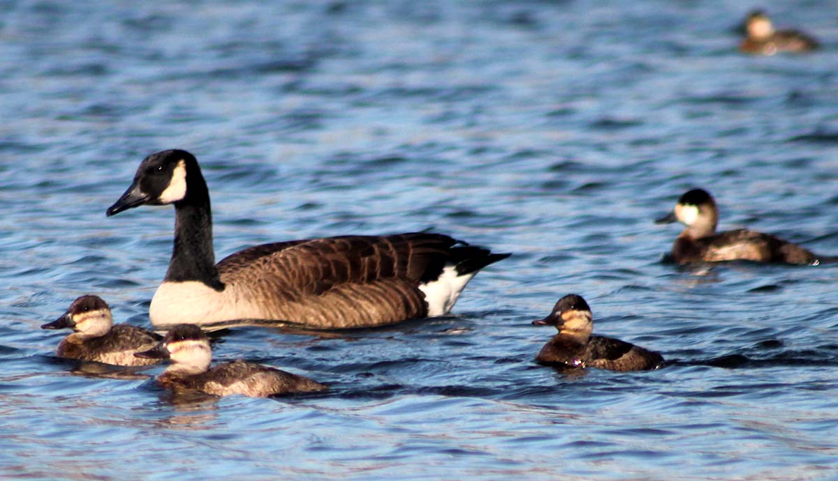 ’Tis the season: weird duck season - The Suffolk Times