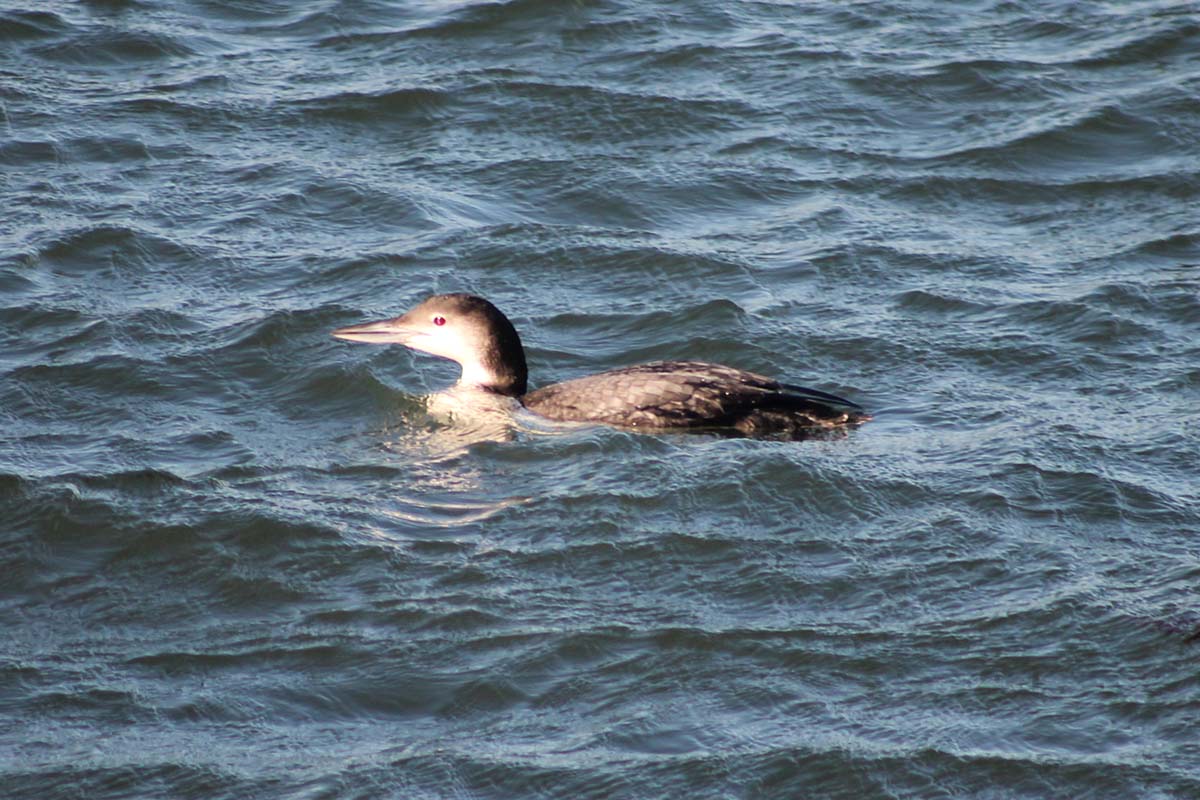 ’Tis the season: weird duck season - The Suffolk Times