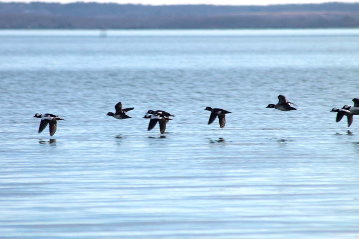’Tis the season: weird duck season - The Suffolk Times