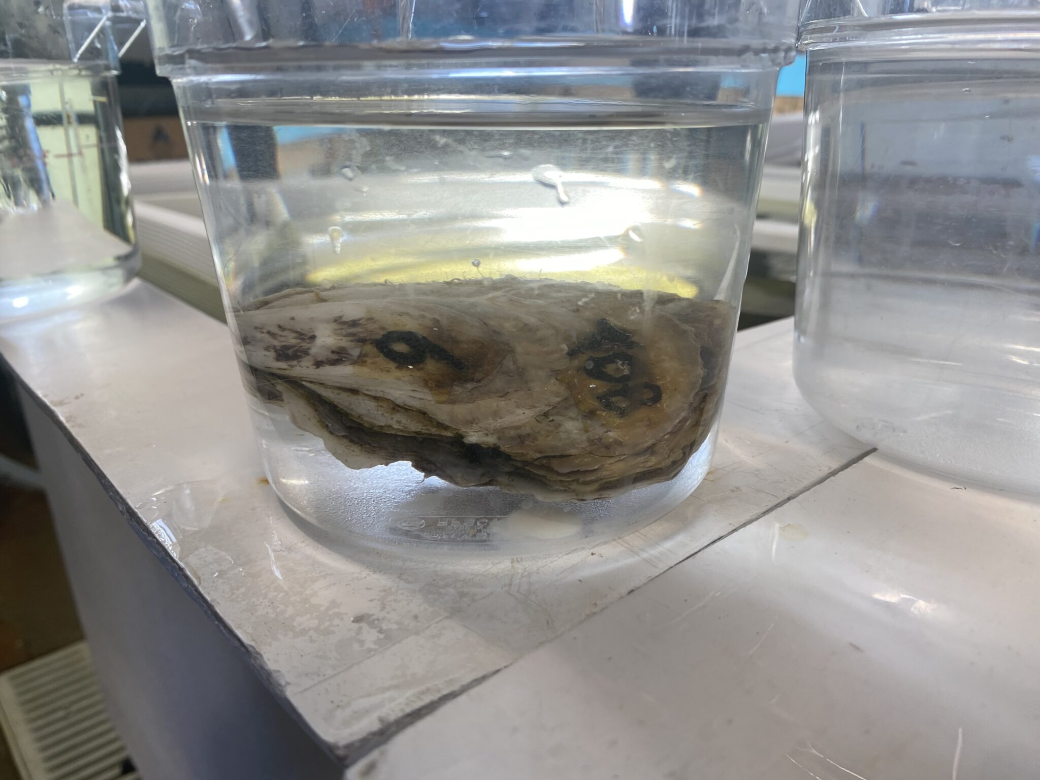Oyster spawning season kicks off at Cornell Cooperative Extension ...