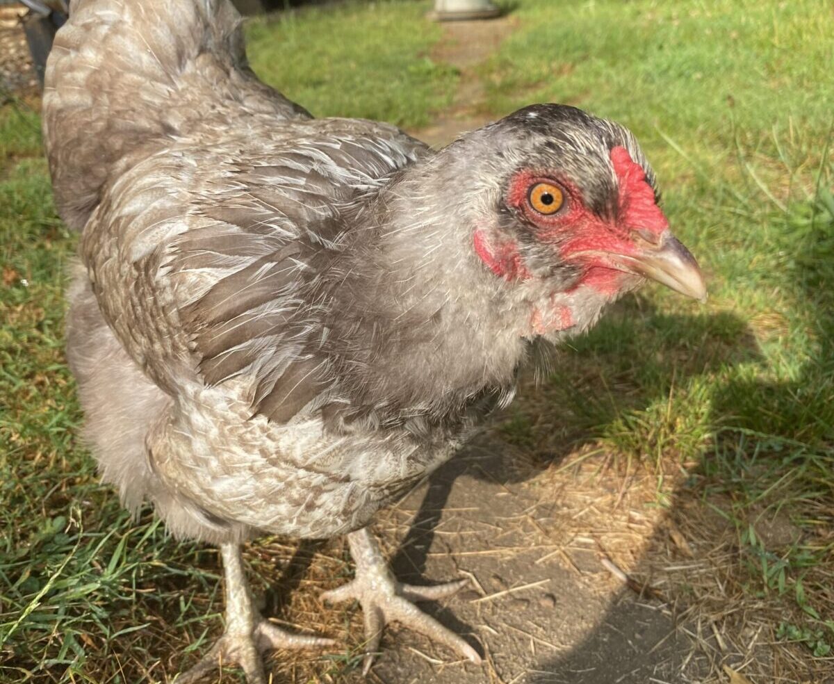 Expert: Backyard chickens do not lay cheaper eggs - The Suffolk Times