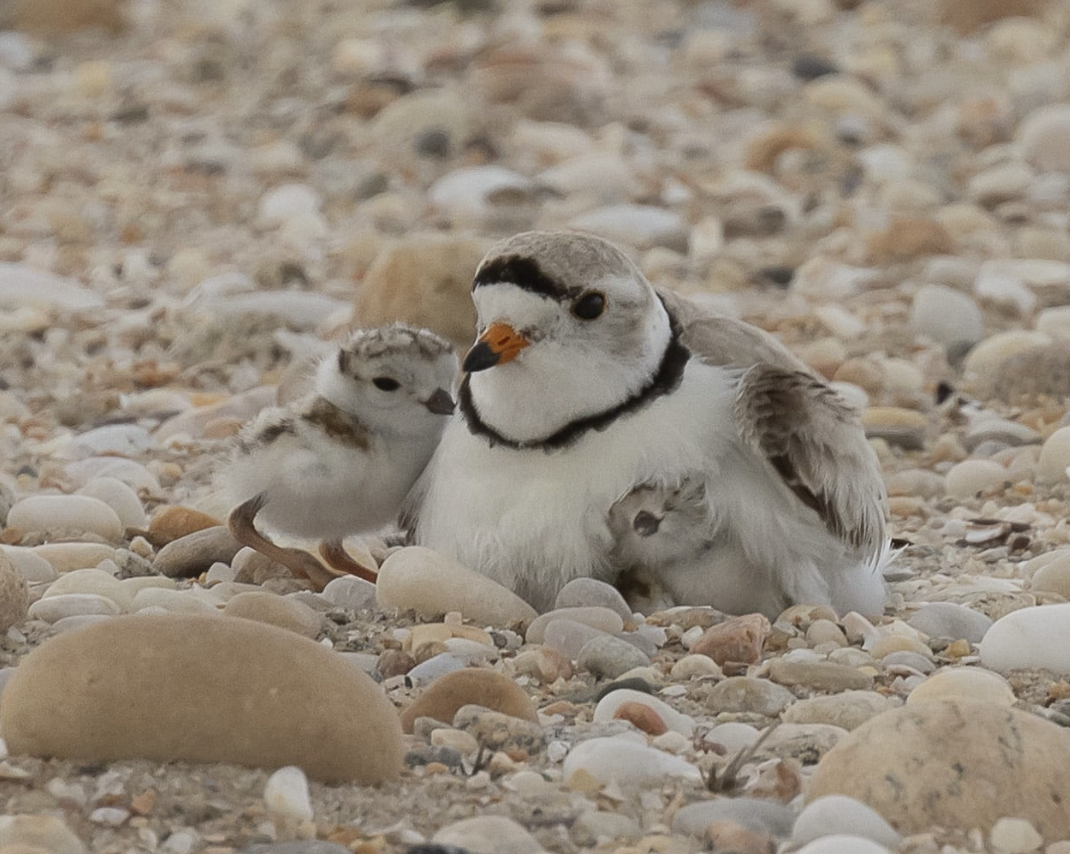 Watch your step: Piping plovers begin hatching Memorial Day Weekend ...