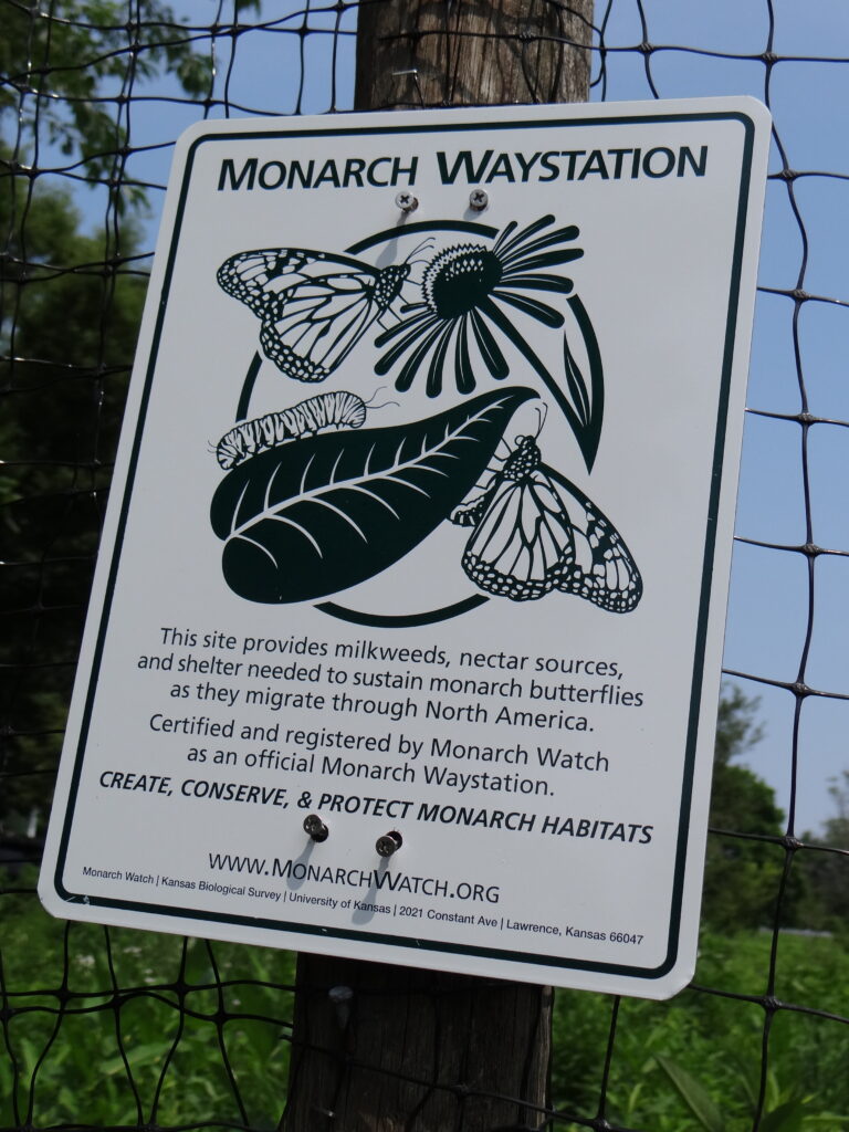 Southold monarch waystations ease butterflies' journeys - The Suffolk Times