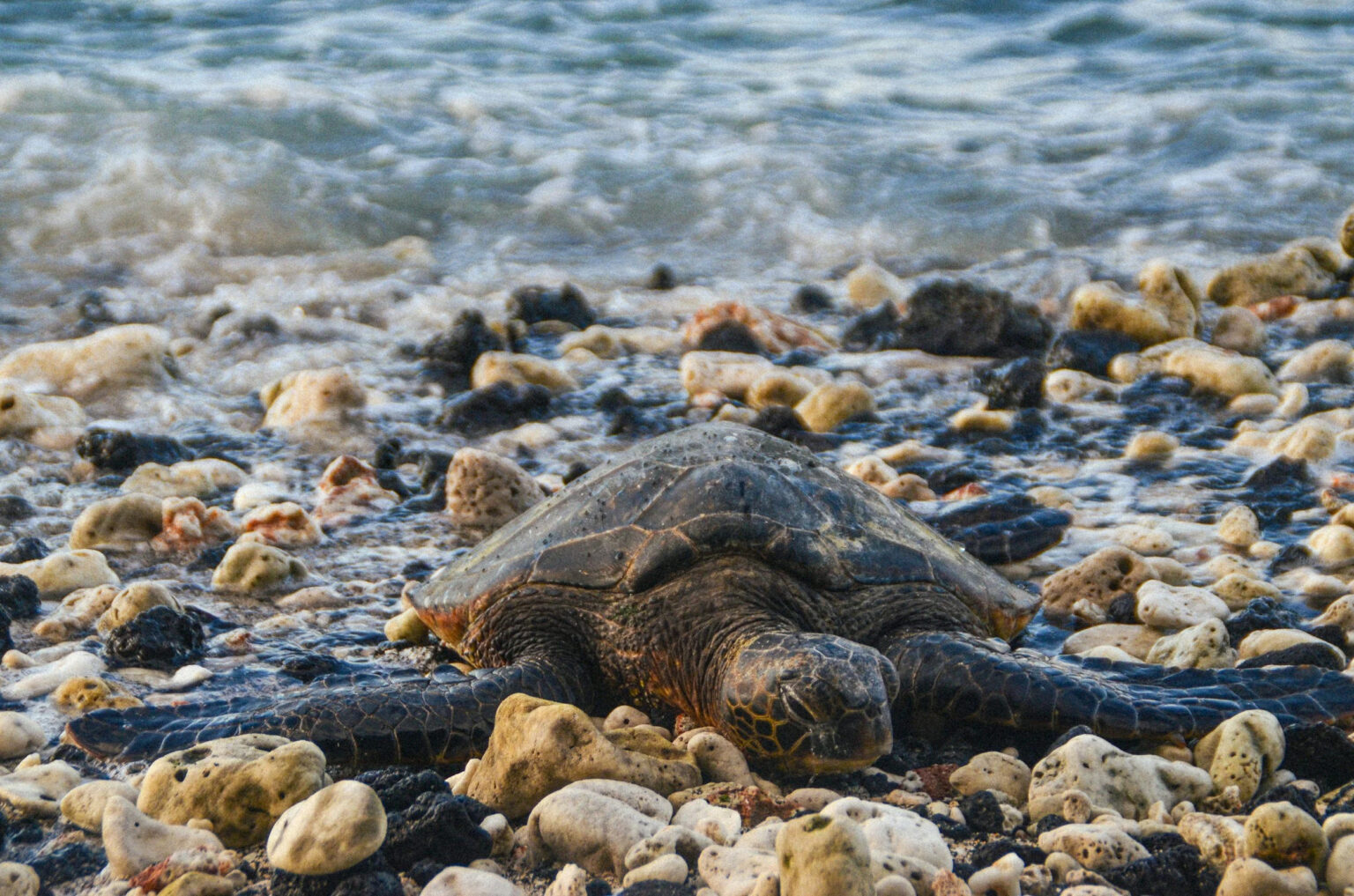 Hands-on cold-stunned sea turtle workshop set on Bailie Beach - The ...