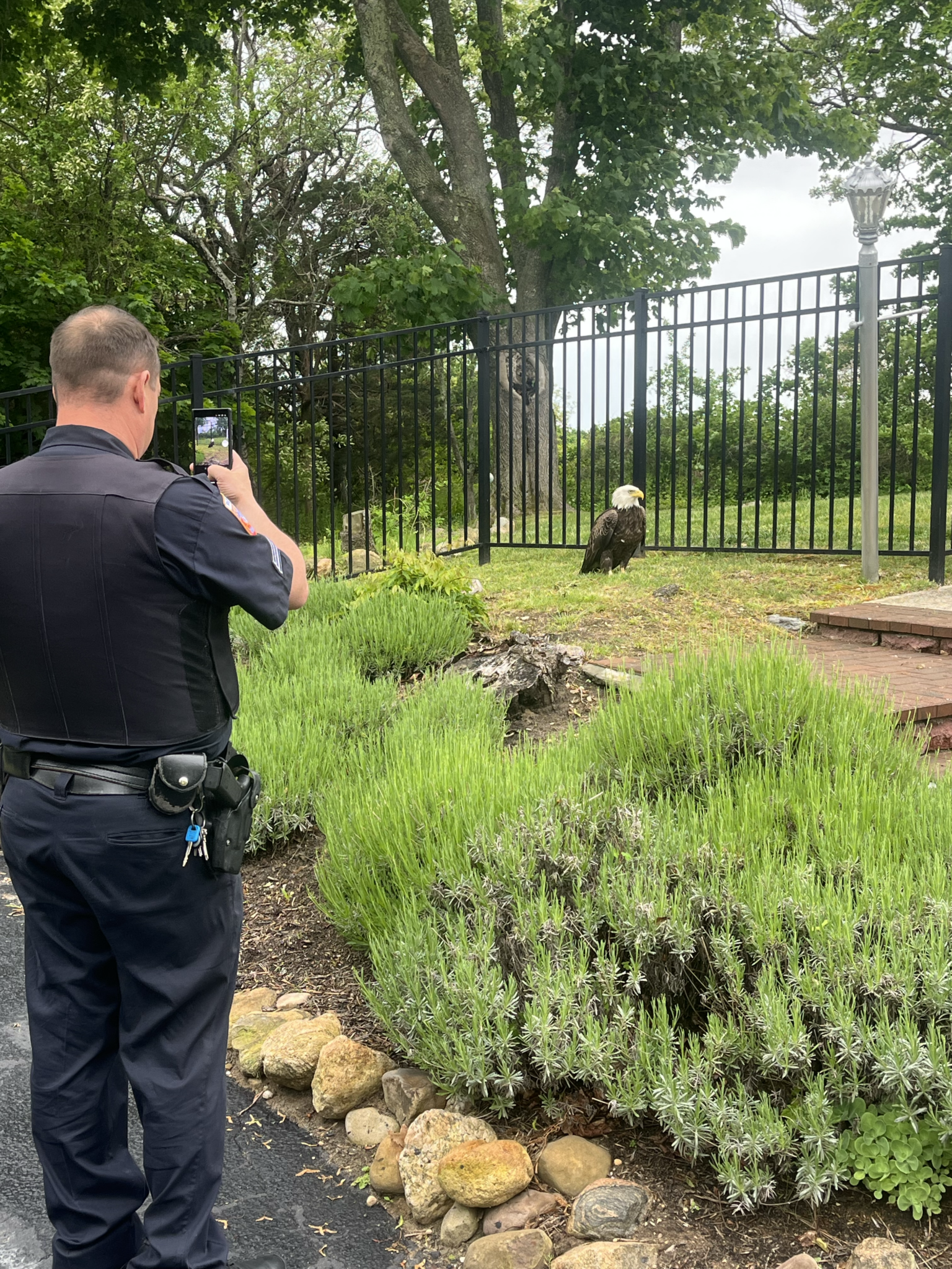 Injured bald eagle reunited with family in dramatic Mattituck rescue ...