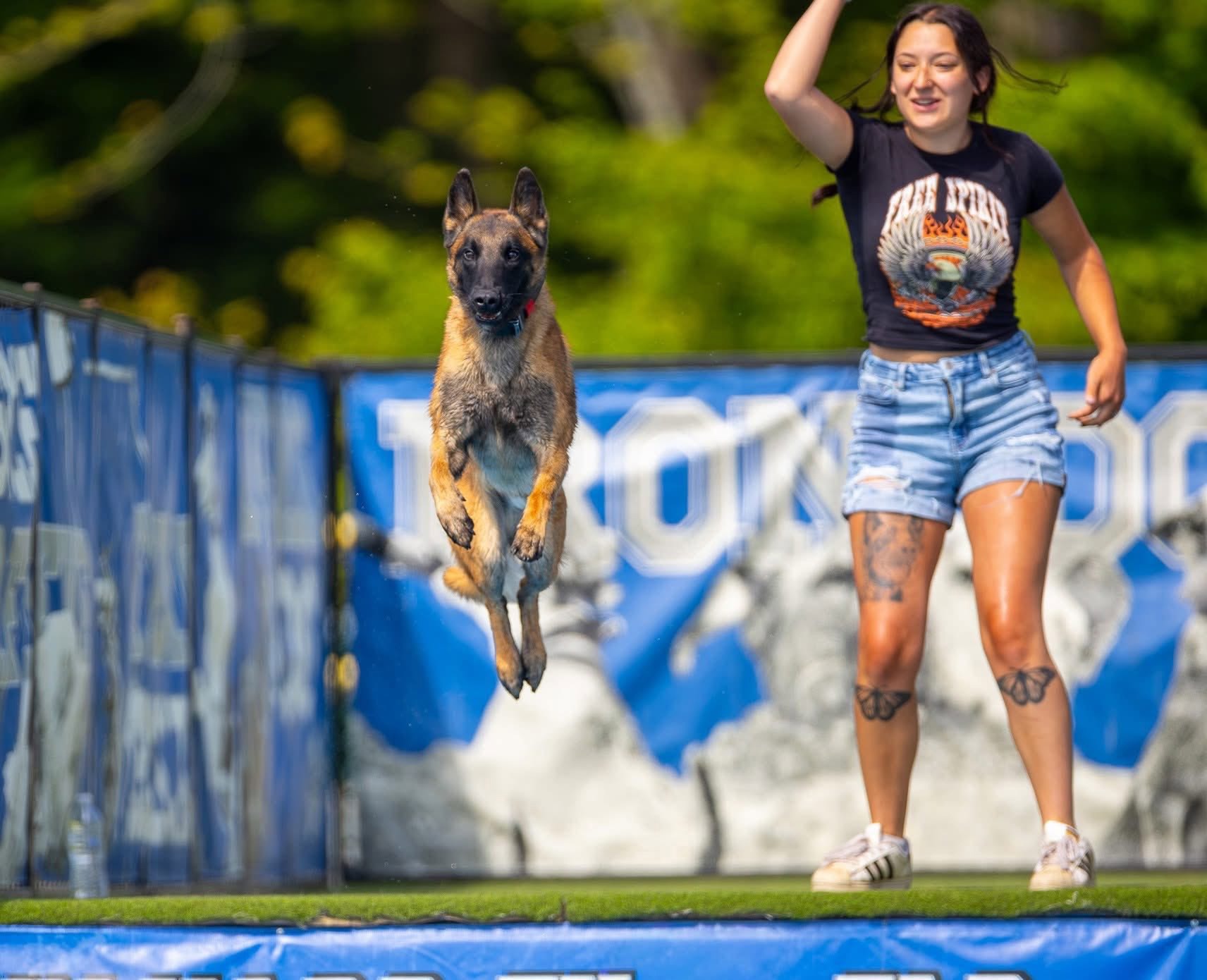 Dog Dock Diving splashes back into Greenport's Polo Grounds - The ...